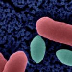 Pasteur Network | Pasteur Network's official website