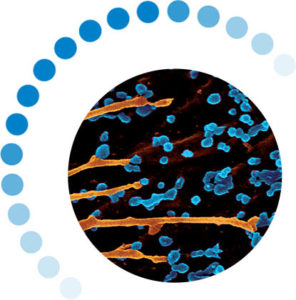 Pasteur Network | Pasteur Network's official website